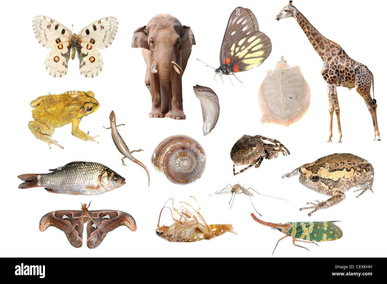 animal collection isolated in white Stock Photo - Alamy