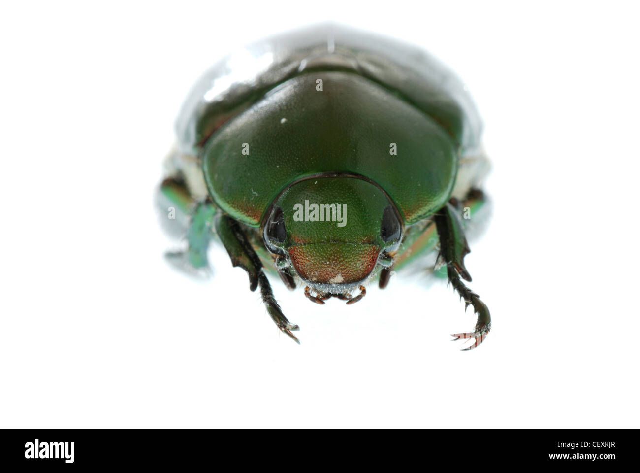 green beetle insect (Anomala cupripes) isolated on white Stock Photo ...