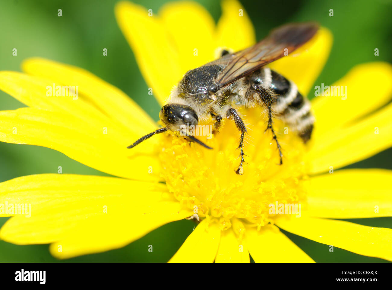 Insect bee hi-res stock photography and images - Alamy
