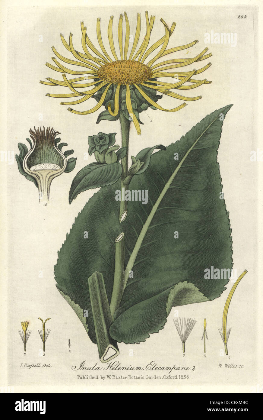 Inula helenium botanical illustration hi-res stock photography and ...
