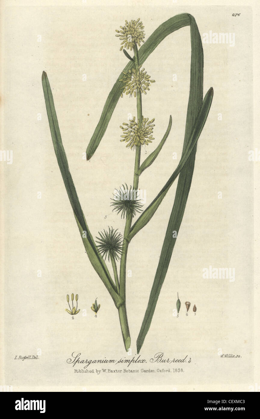 Bur-seed, Sparganium simplex Stock Photo - Alamy