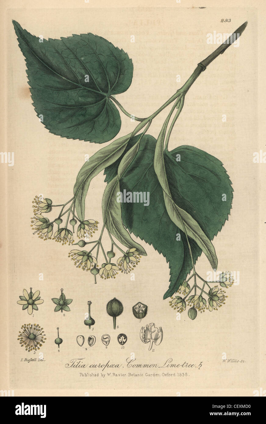 Common lime tree, Tilia europaea Stock Photo - Alamy