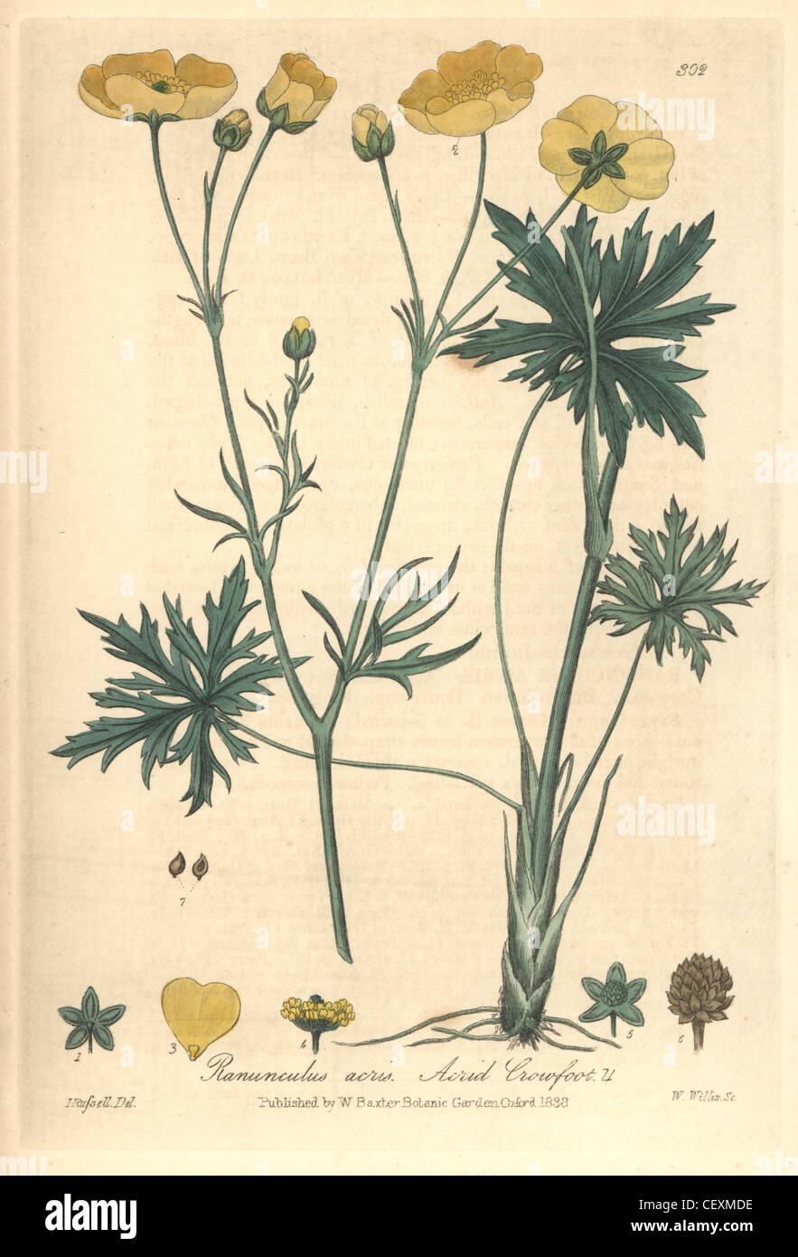 Ranunculus acris garden hi-res stock photography and images - Alamy