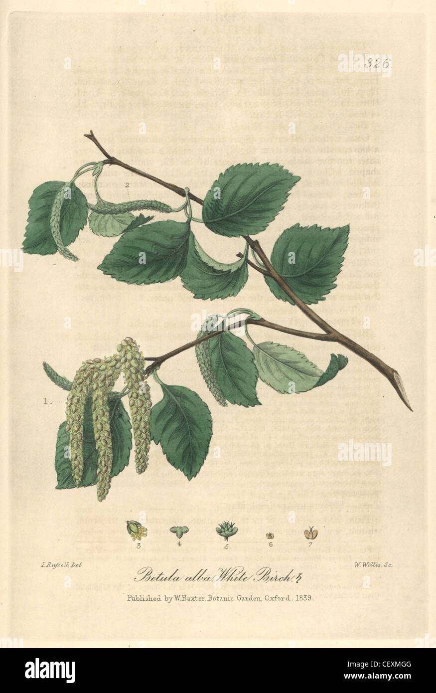 White birch tree, Betula alba Stock Photo - Alamy