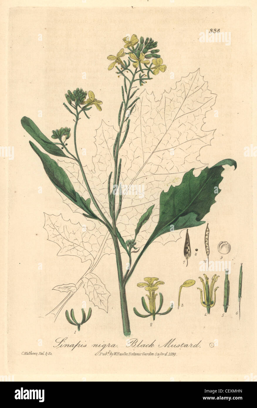 Sinapis nigra hi-res stock photography and images - Alamy