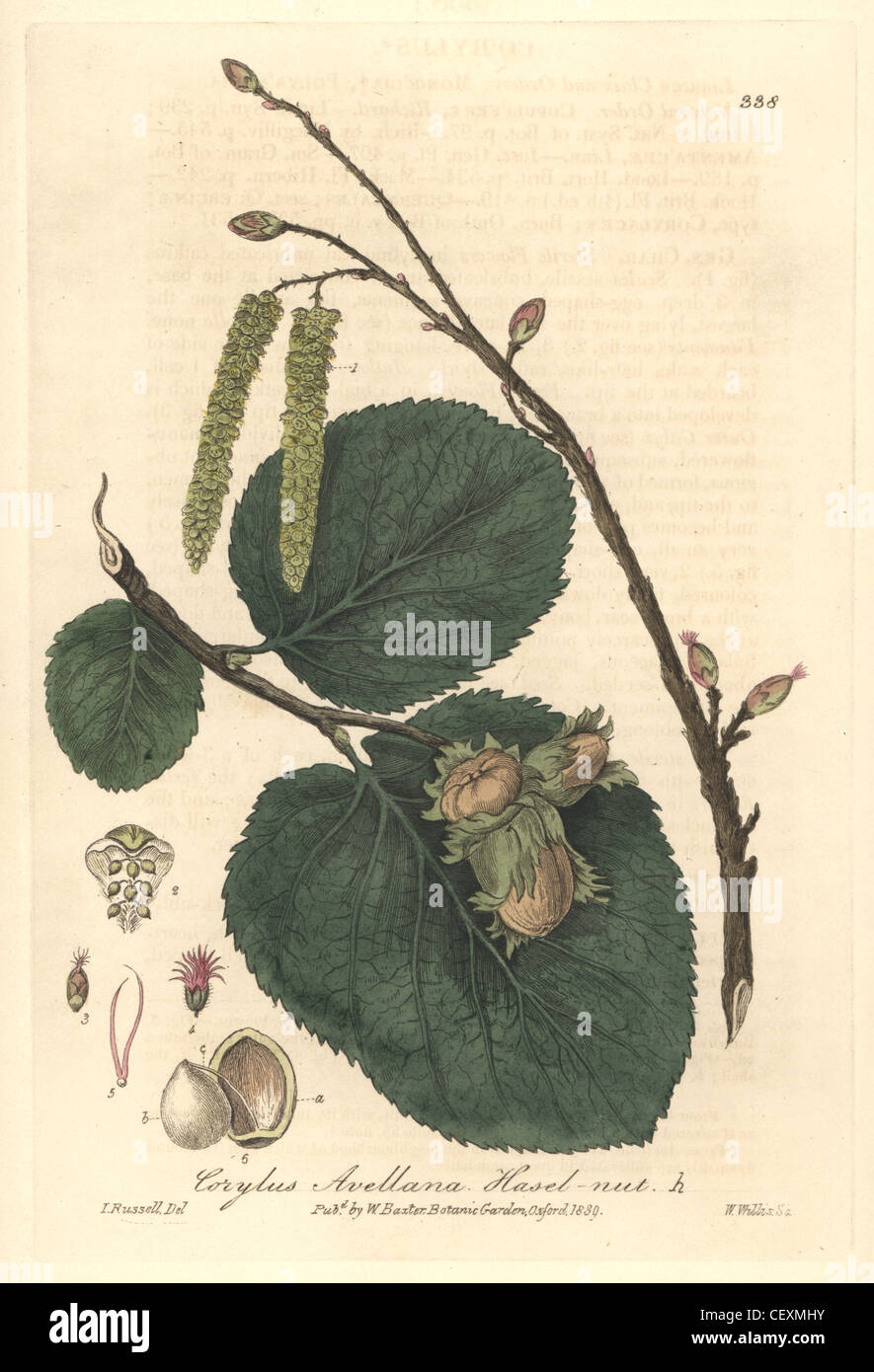 Hazelnut tree, Corylus avellana Stock Photo - Alamy
