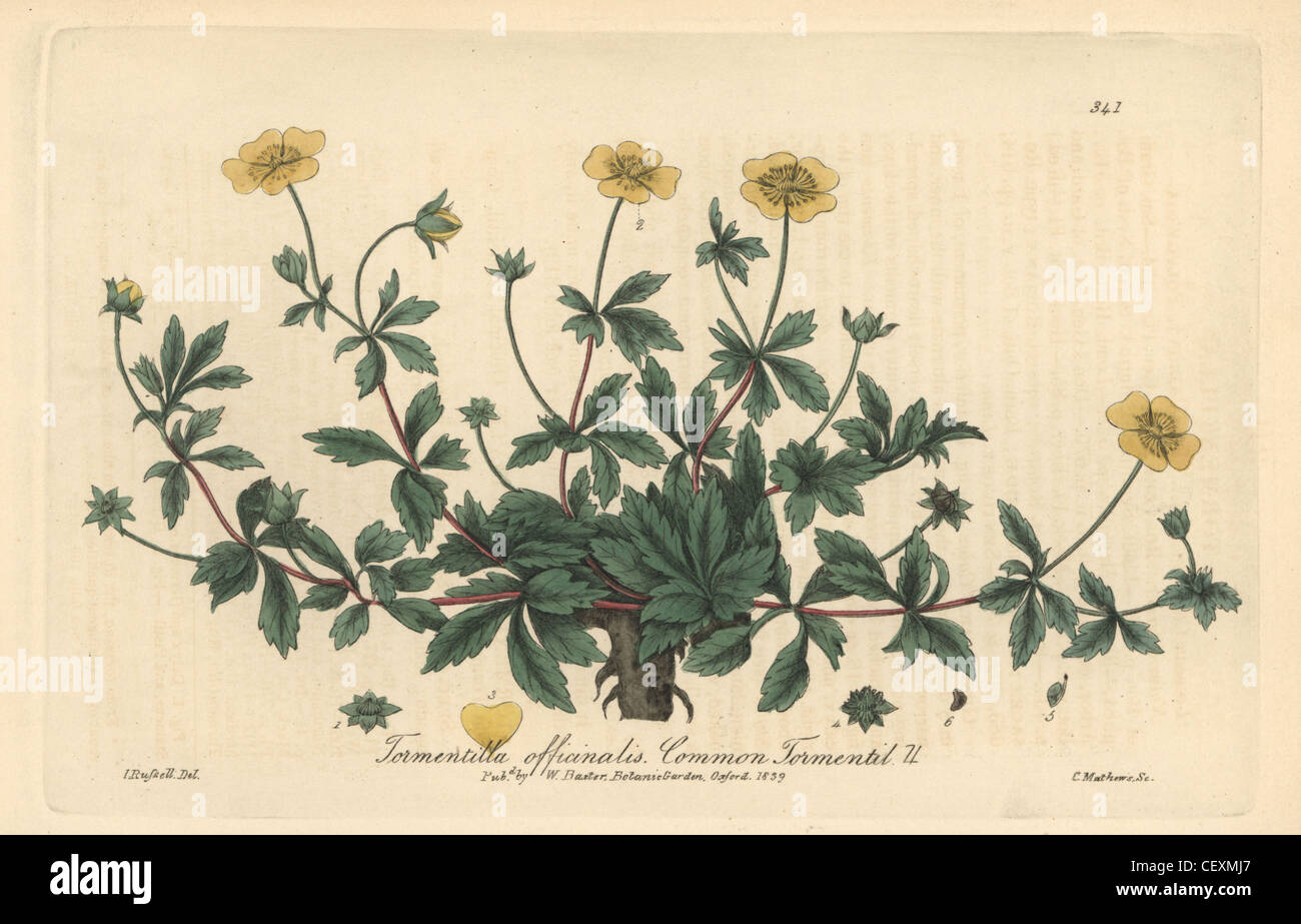 Tormentilla Officinalis High Resolution Stock Photography and Images ...