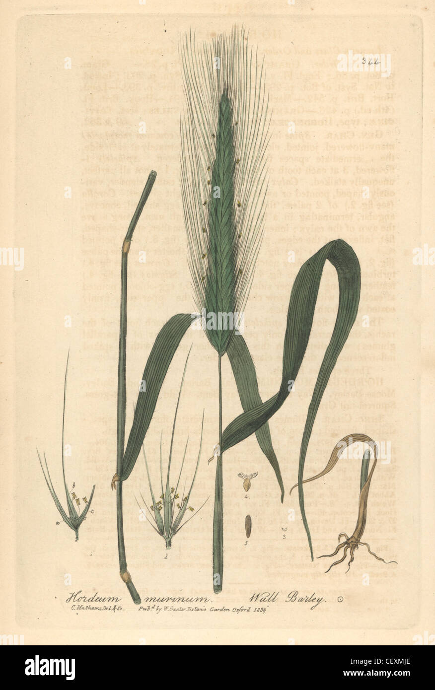 Barley Botanical Illustration High Resolution Stock Photography and ...