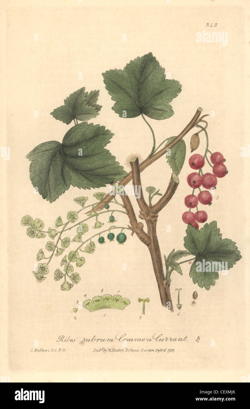 Common currant hi-res stock photography and images - Alamy