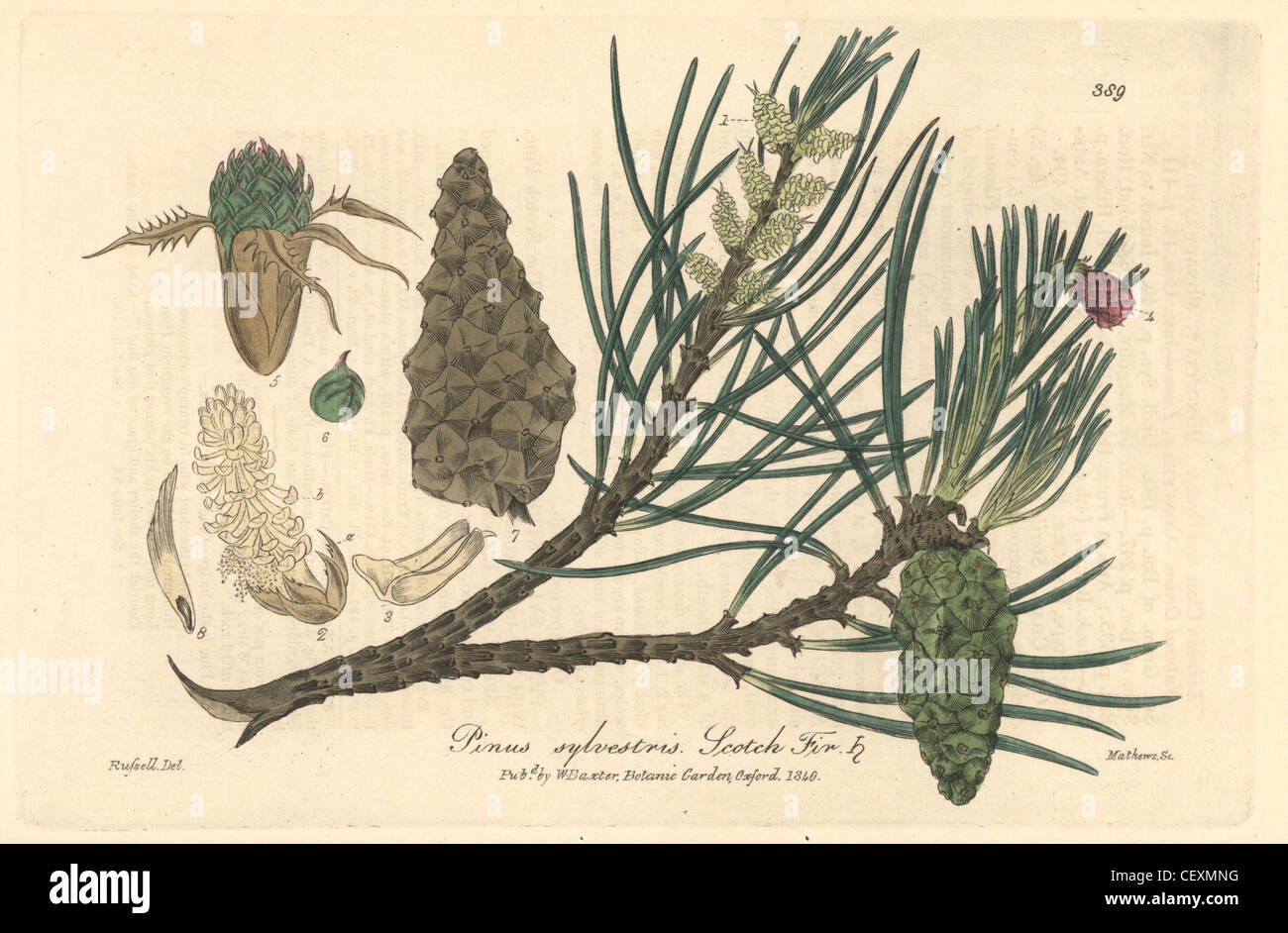 Scotch fir, Pinus sylvestris Stock Photo - Alamy