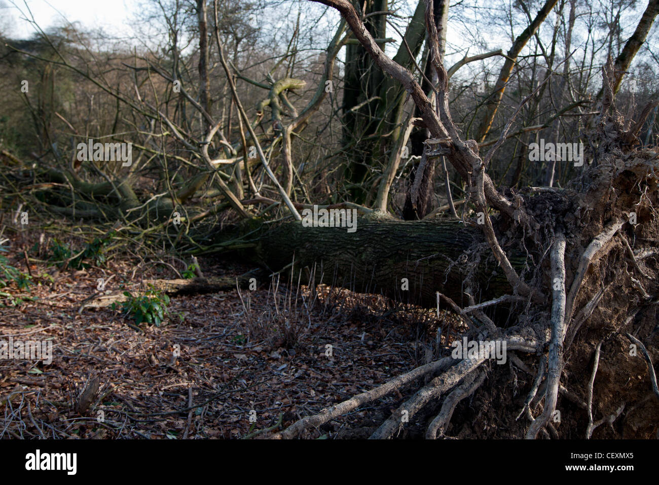 A fallen tree lies with its roots exposed Stock Photo - Alamy
