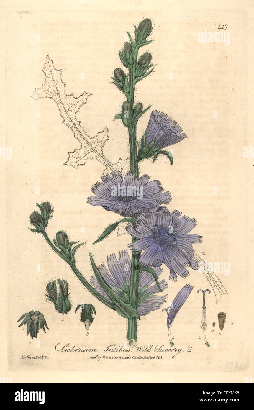 Botanical illustration of chicory hi-res stock photography and images ...