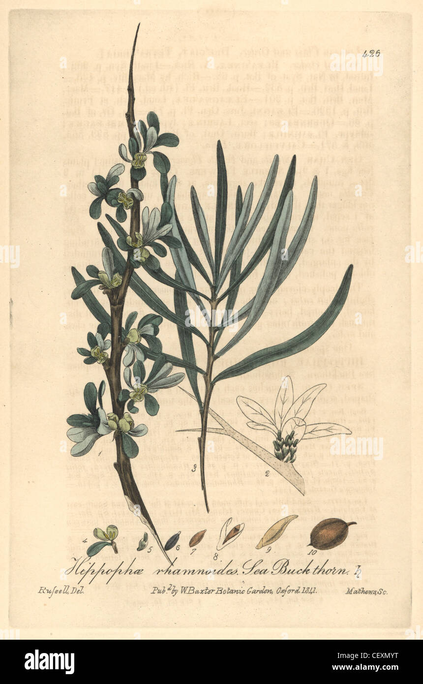 Hippophae rhamnoides flower hi-res stock photography and images - Alamy