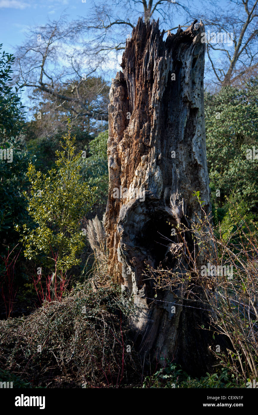Tree stump and feature hi-res stock photography and images - Alamy