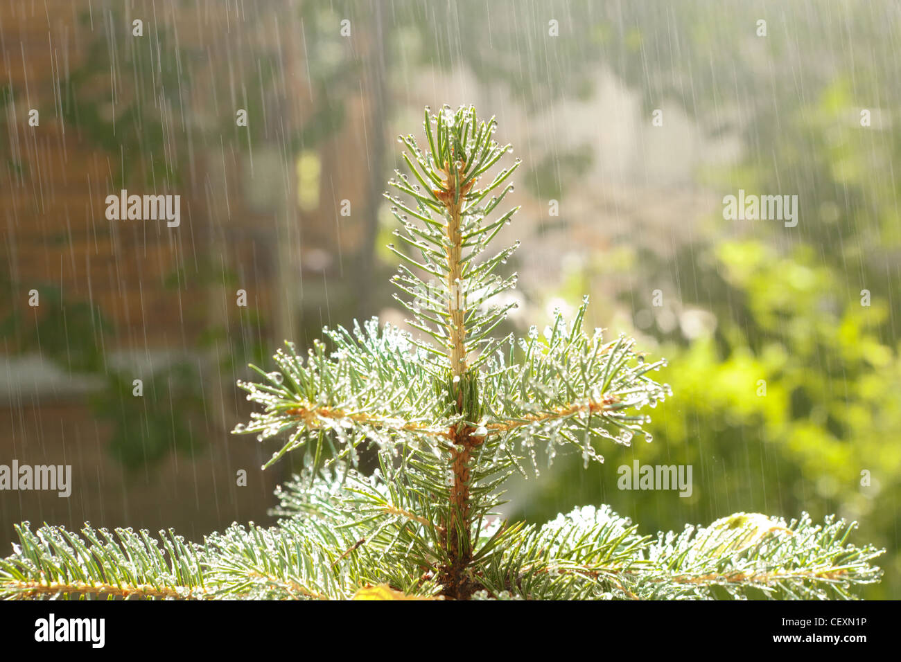 Spruce under rain hi-res stock photography and images - Alamy