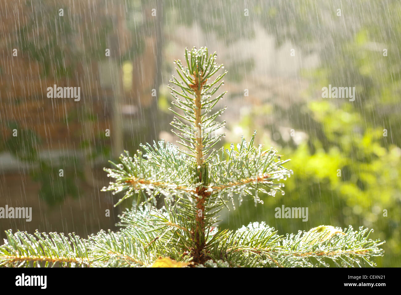 Spruce under rain hi-res stock photography and images - Alamy