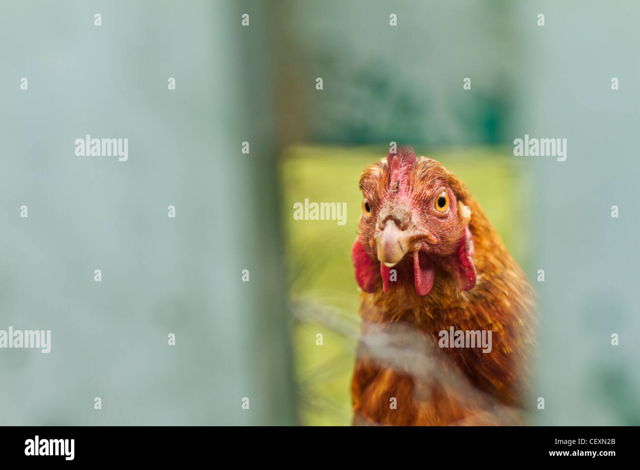 Chicken looking at the camera through a gap in a fence, England Stock ...