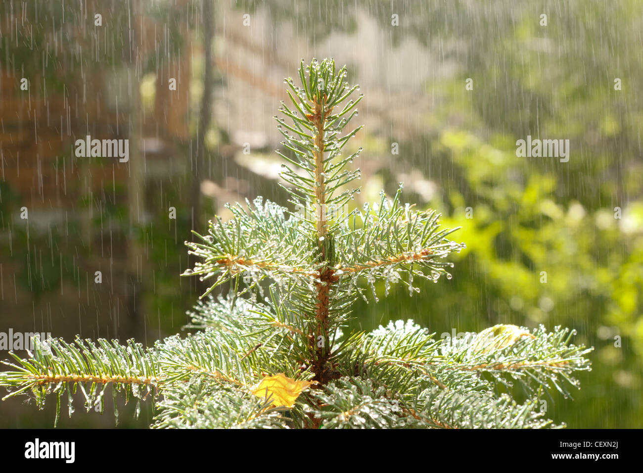 Fir-tree under the sunny rain Stock Photo - Alamy