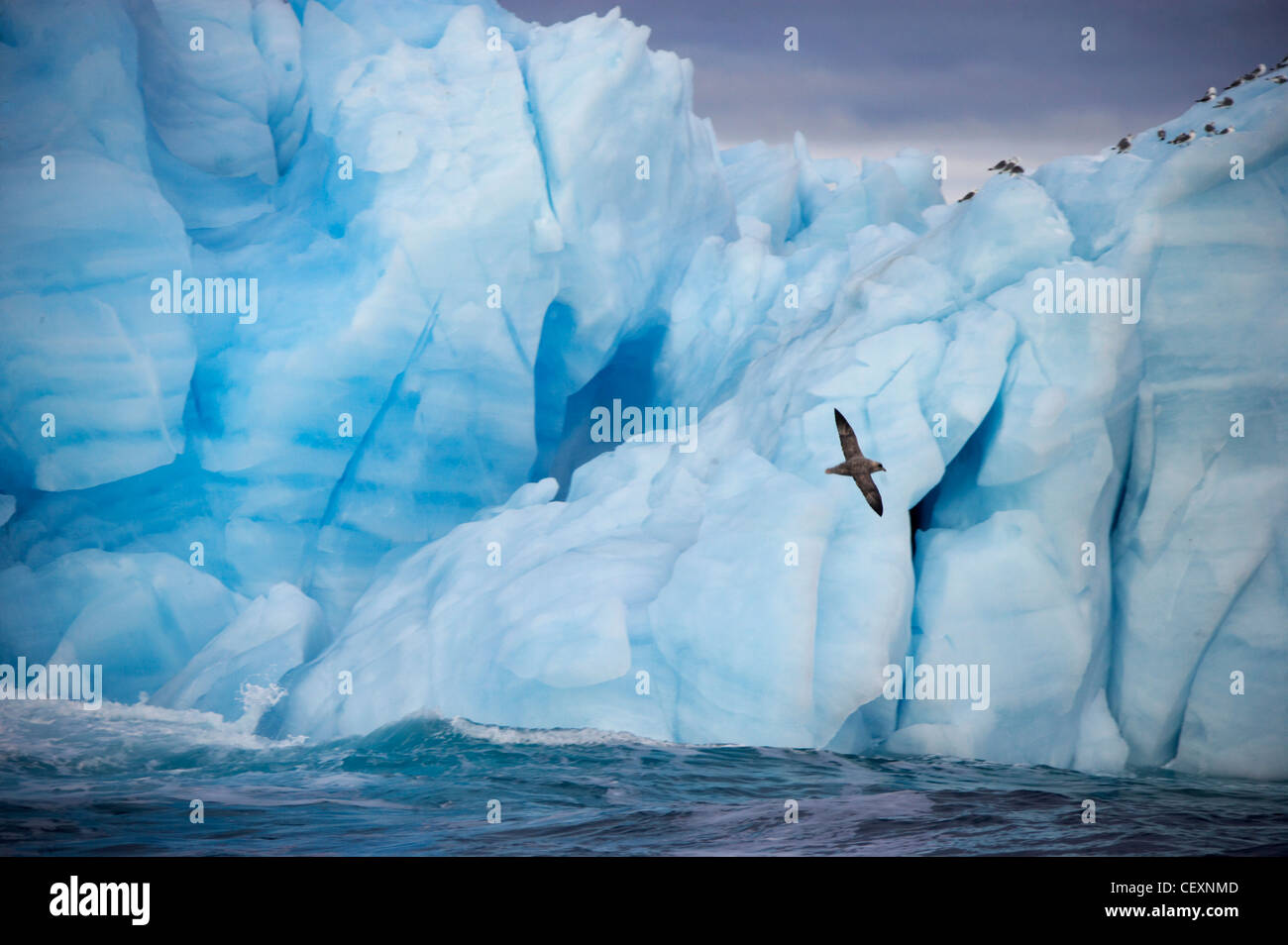 Iceberg with birds Nordaustlandet, from the world's 3rd largest glacier ...