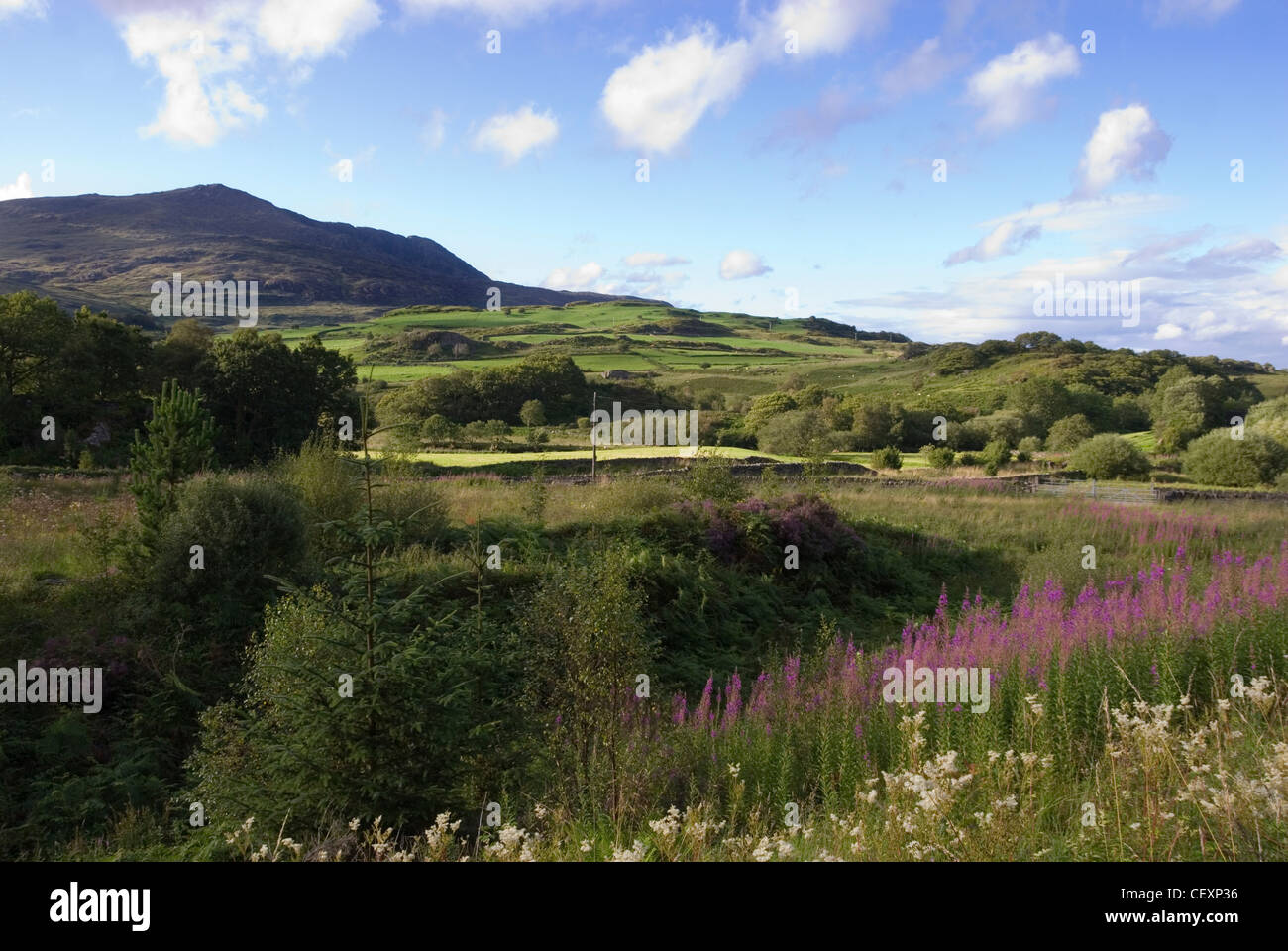 Lledr Valley High Resolution Stock Photography and Images - Alamy