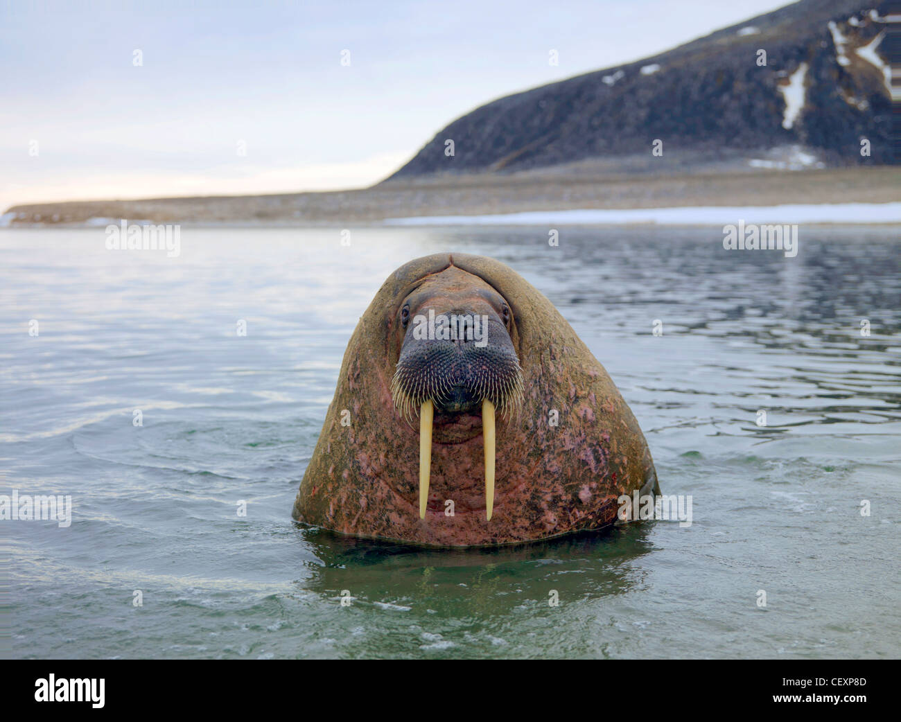 Walrus in landscape, old scarred male, Svalbard, Norway Stock Photo - Alamy
