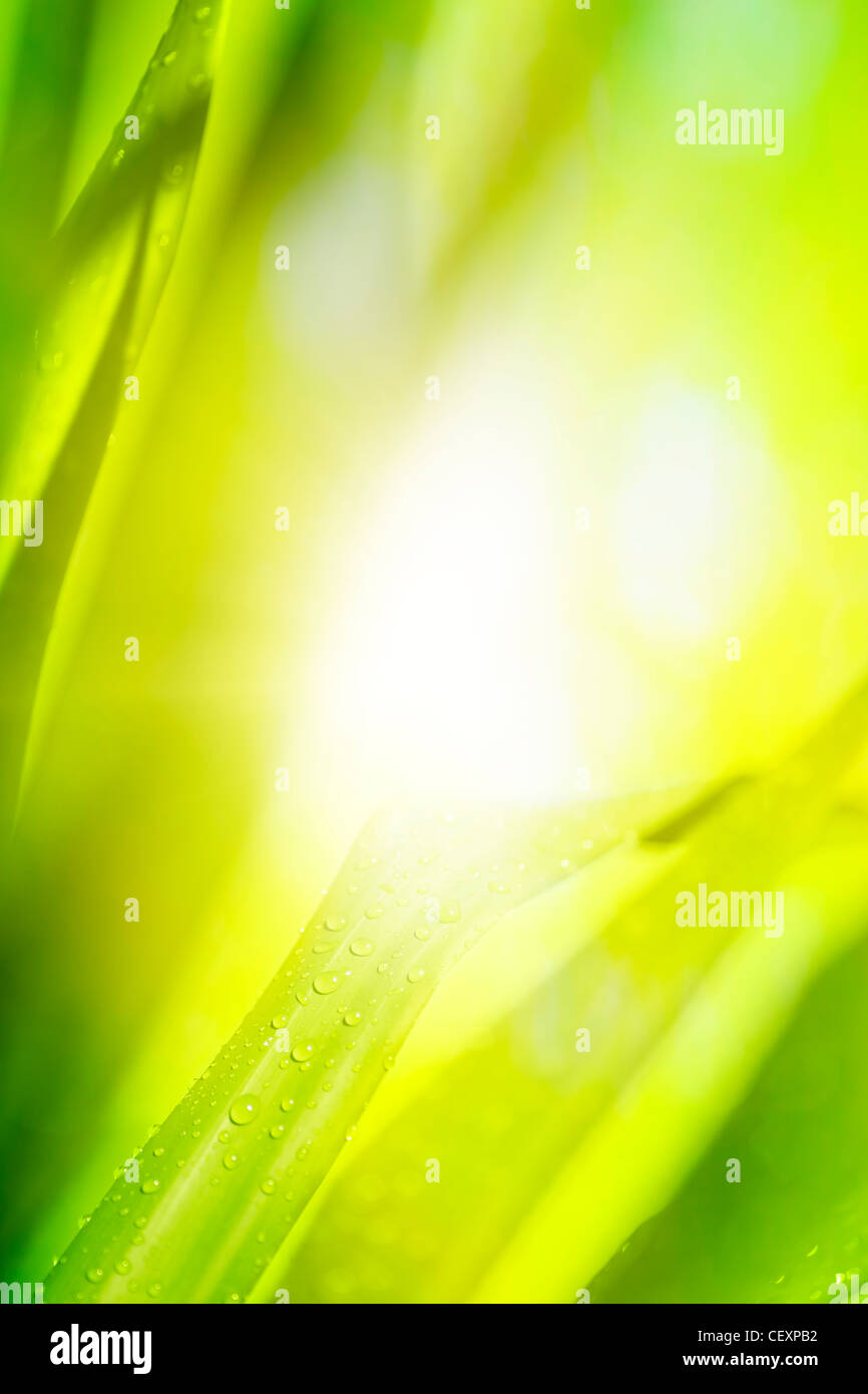 Green grass sunny bokeh, vertical composition Stock Photo - Alamy