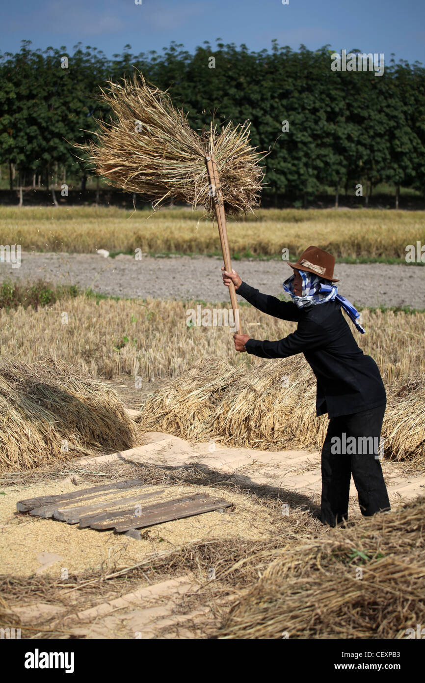 Thai farmers harvesting the rice from the padi field in Chiang rai ...