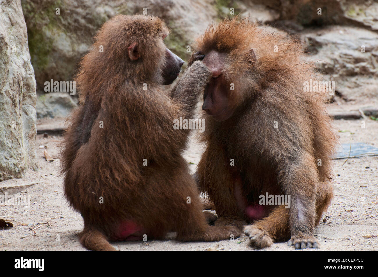 Hamadryas baboon native to the Horn of Africa and the southwestern tip ...