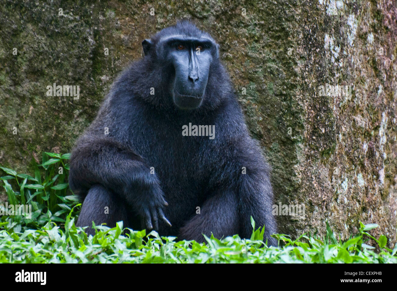 Species of monkey hi-res stock photography and images - Alamy