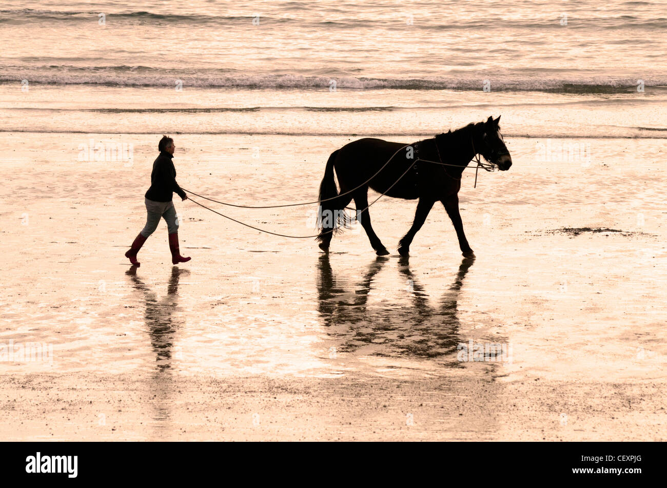 Lady walking horse on long reins by seashore Stock Photo - Alamy