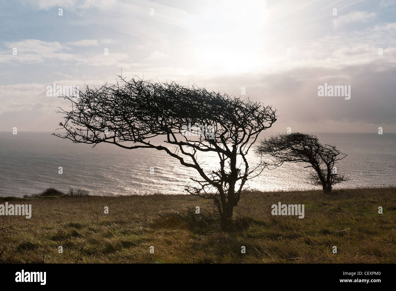 Gales blowing trees hi-res stock photography and images - Alamy