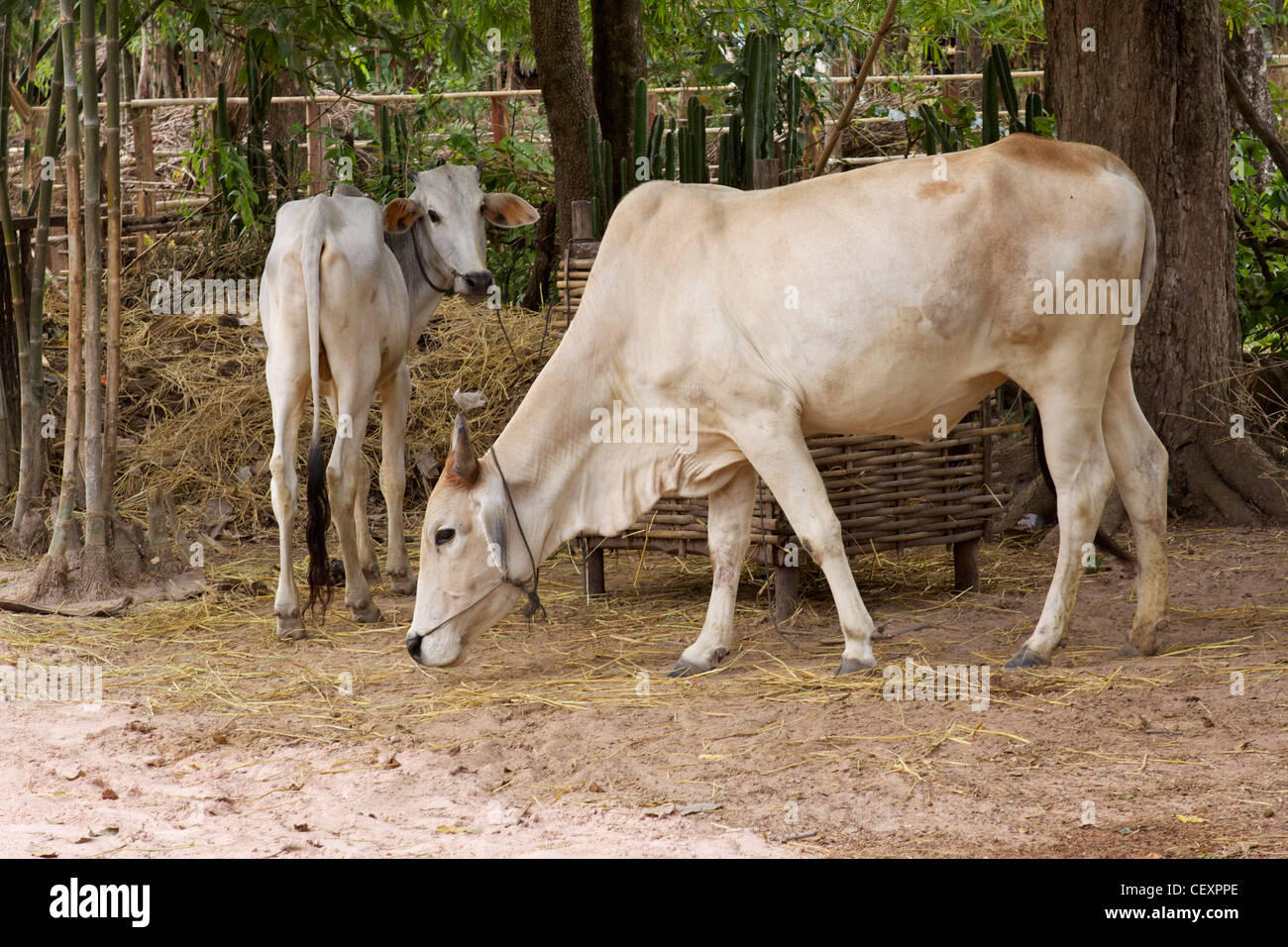 A tethered cow and calf on a farm in an artisans village near Kampong ...
