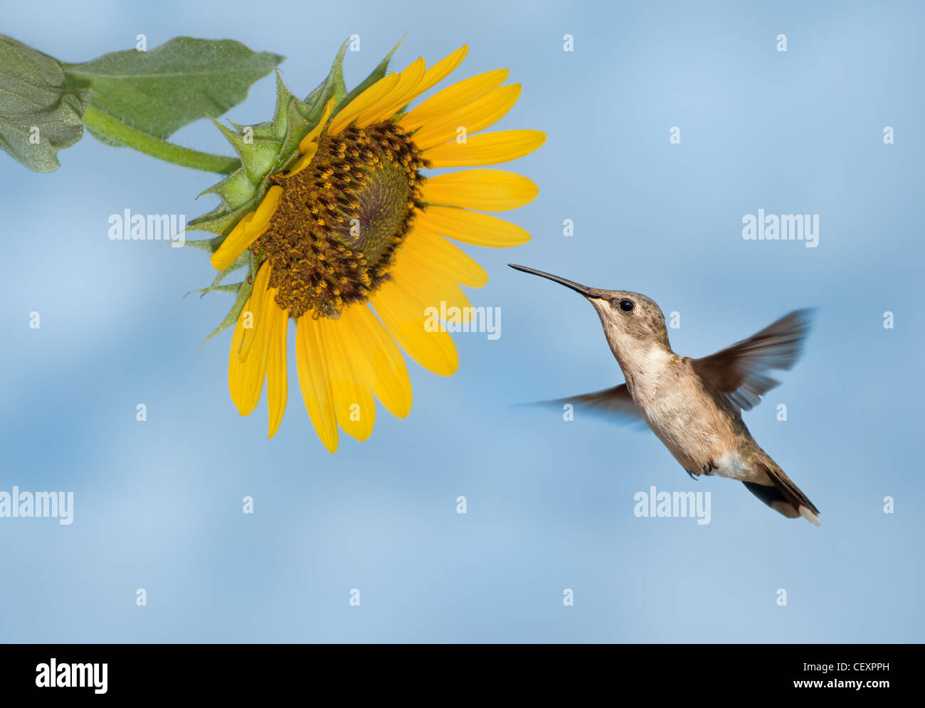 Hummingbird getting ready to feed on a wild sunflower Stock Photo - Alamy