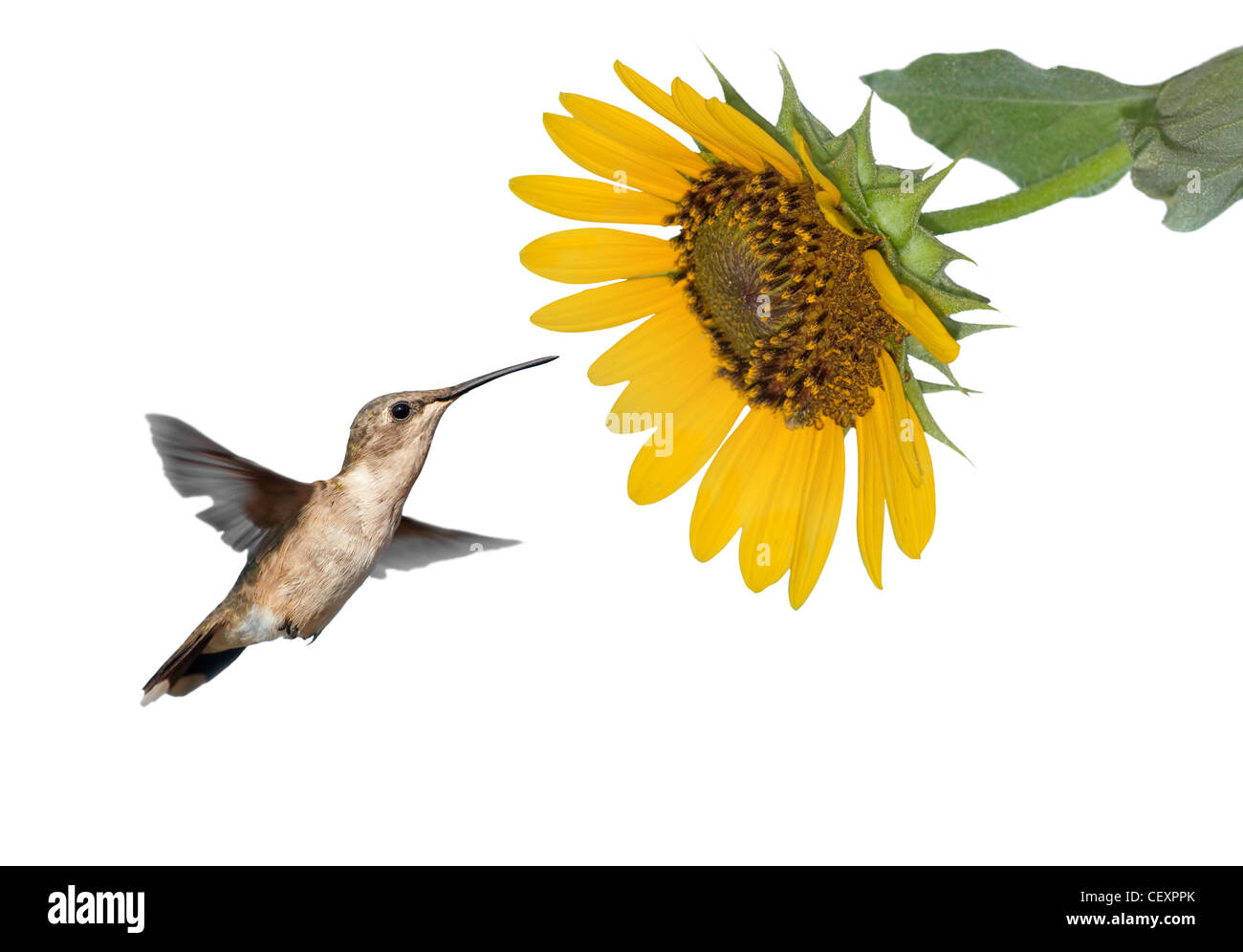Hummingbird with sunflower Cut Out Stock Images & Pictures - Alamy