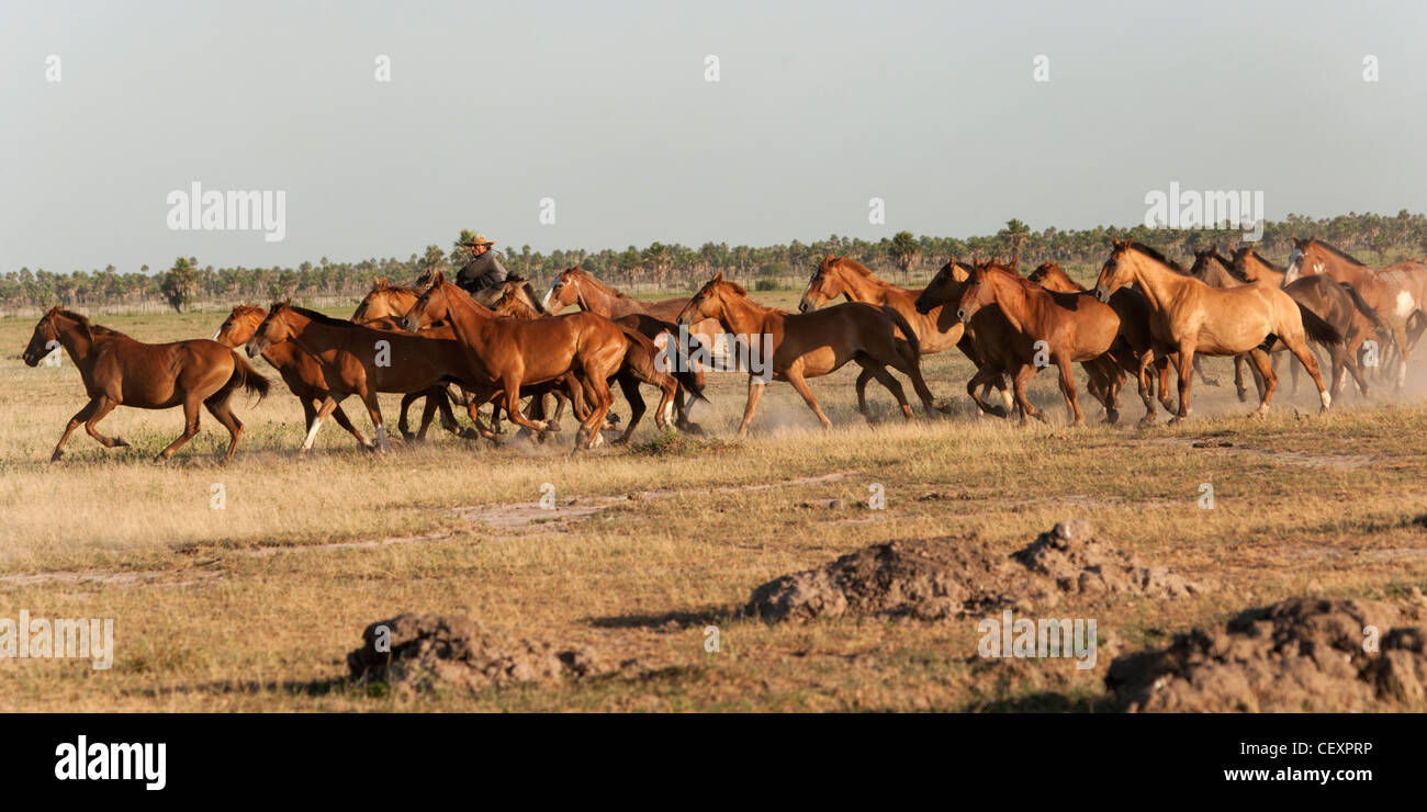 Horses Running Galloping Cowboys America Freedom Stock Photo - Alamy