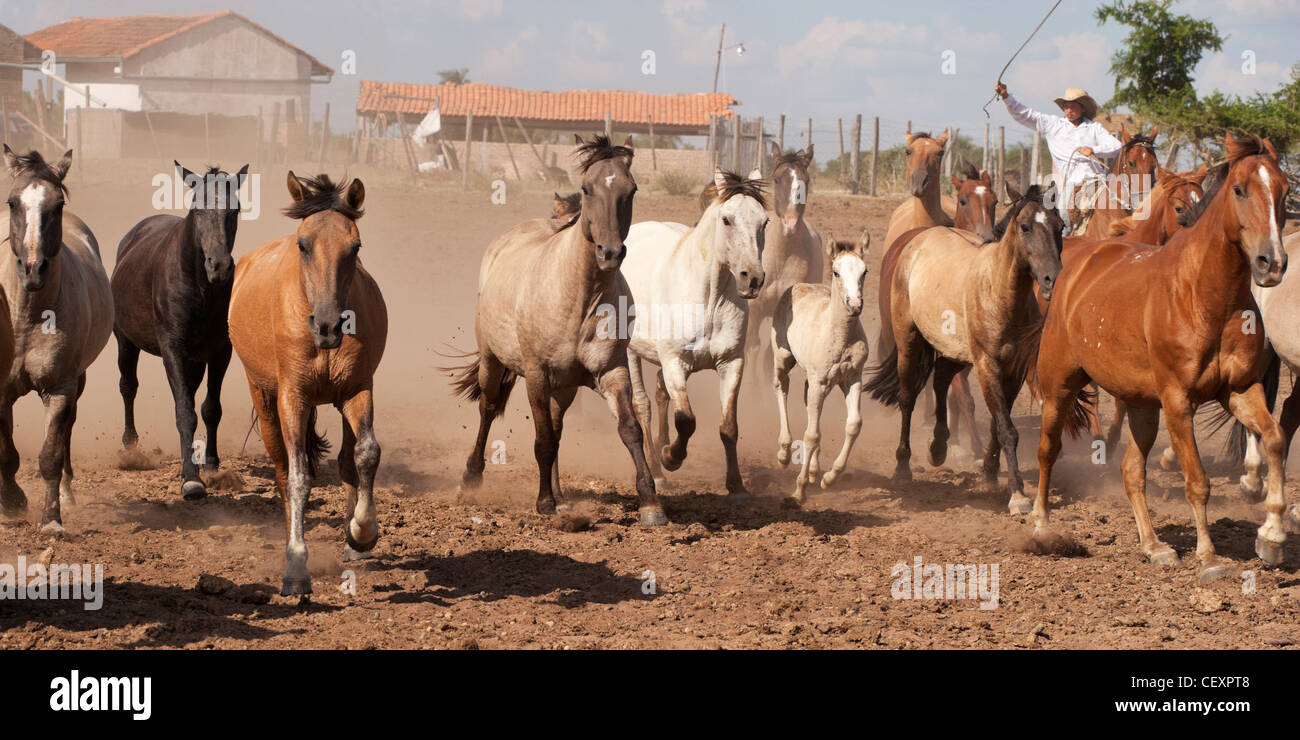 Horses Running Galloping Cowboys America Freedom Stock Photo - Alamy