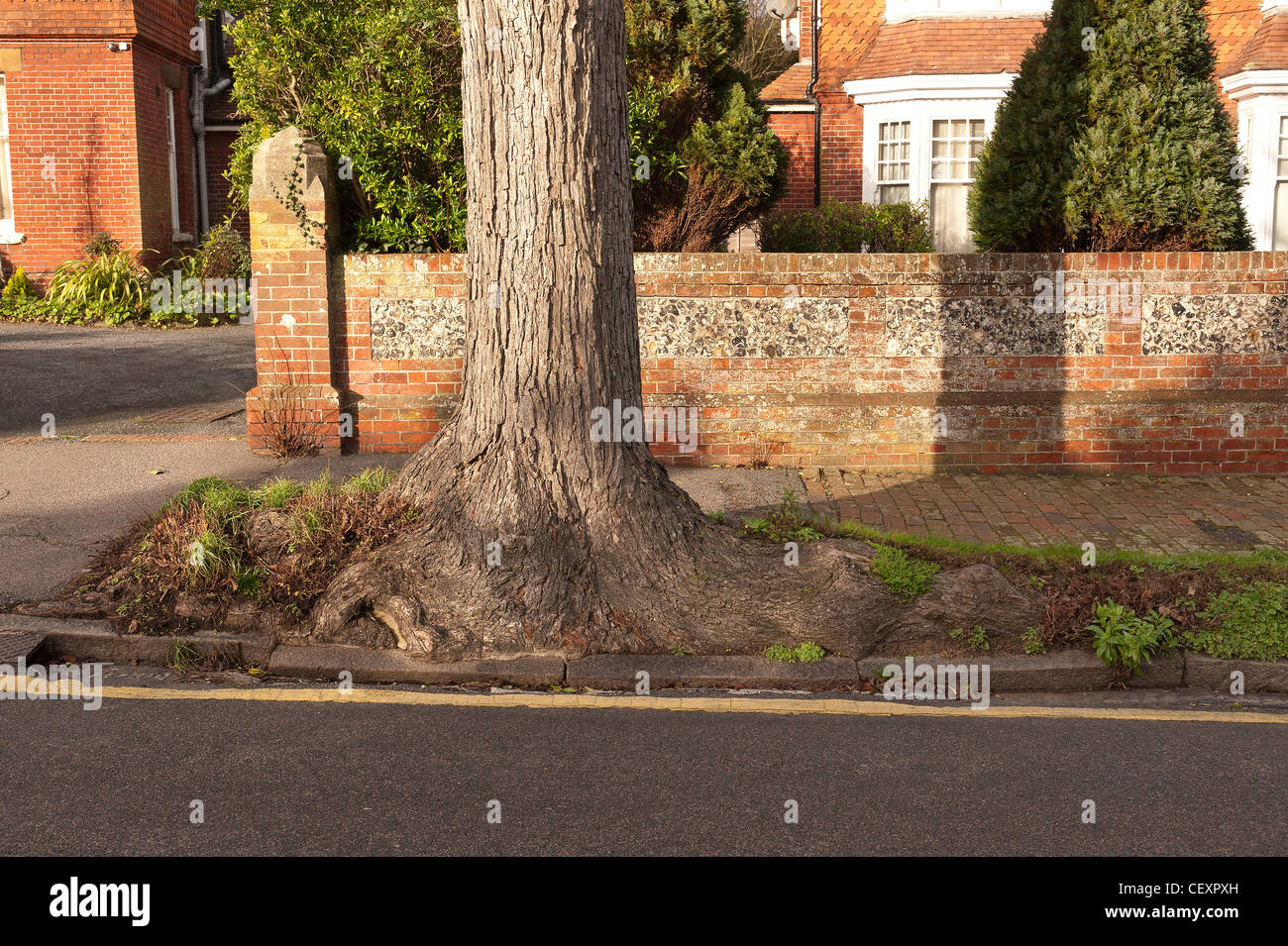 Sycamore tree roots uk hi-res stock photography and images - Alamy