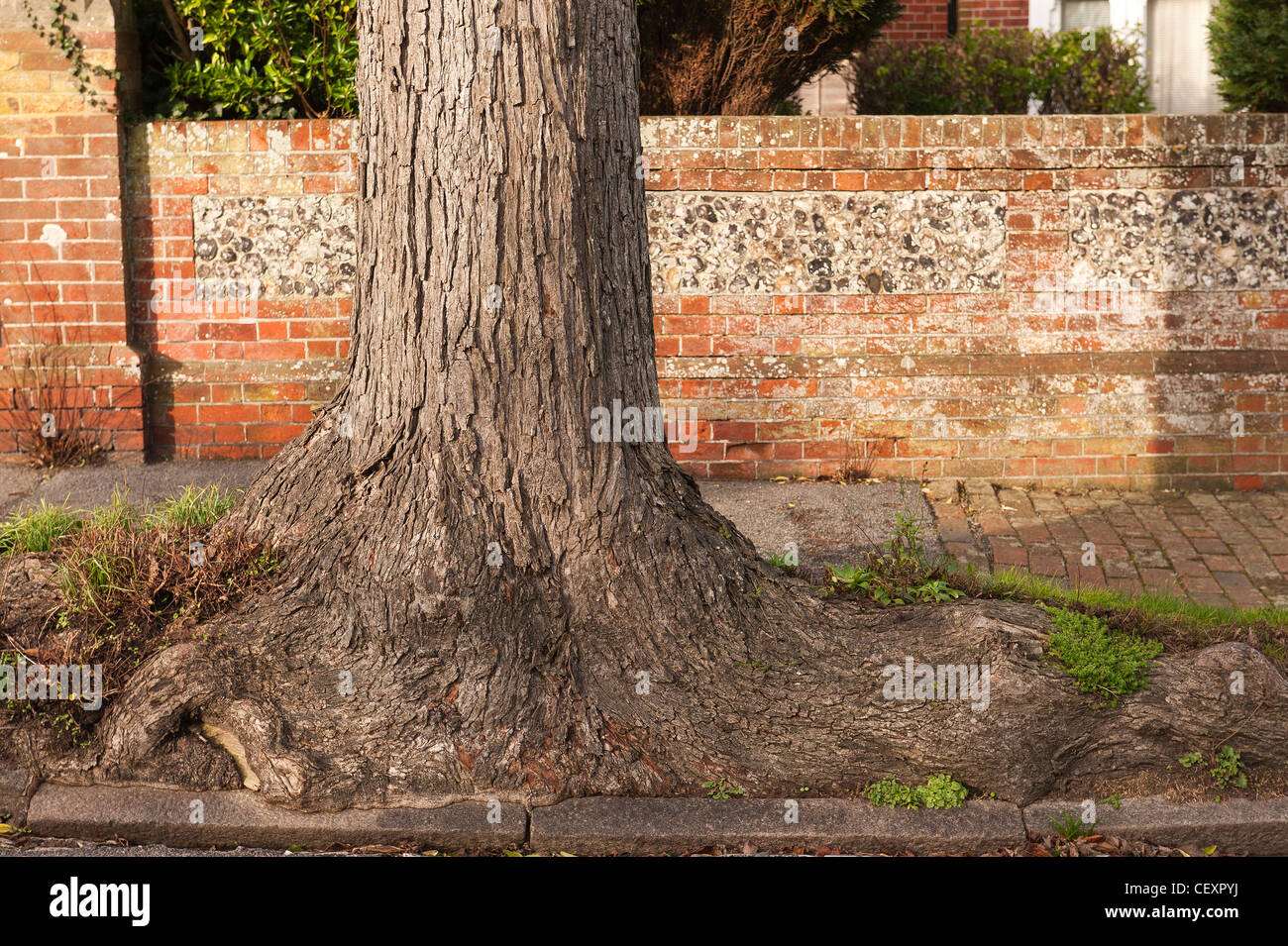 Oak slip hi-res stock photography and images - Alamy