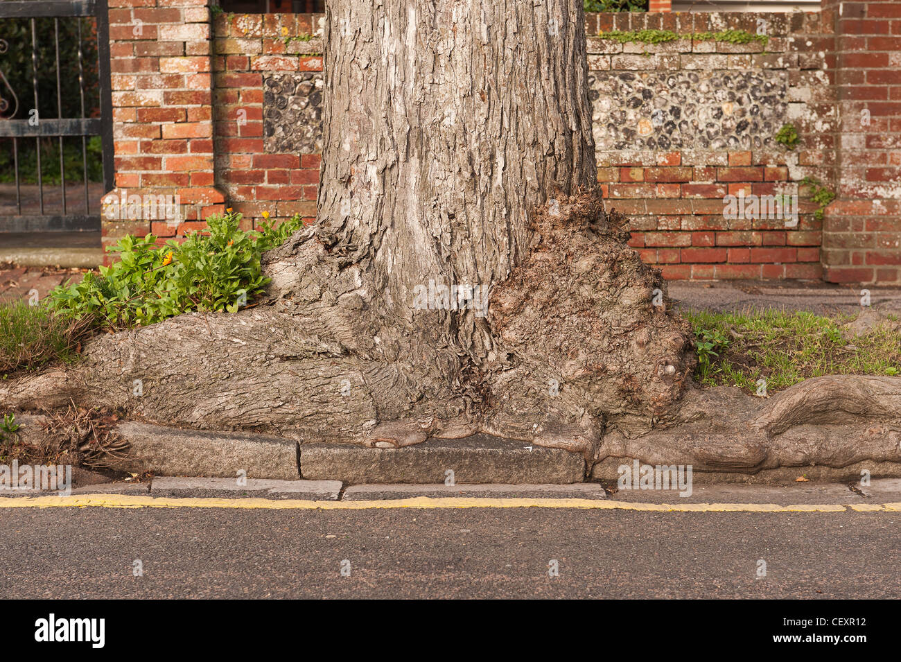 Well established tree line avenue causing damage uplift to kerb and ...