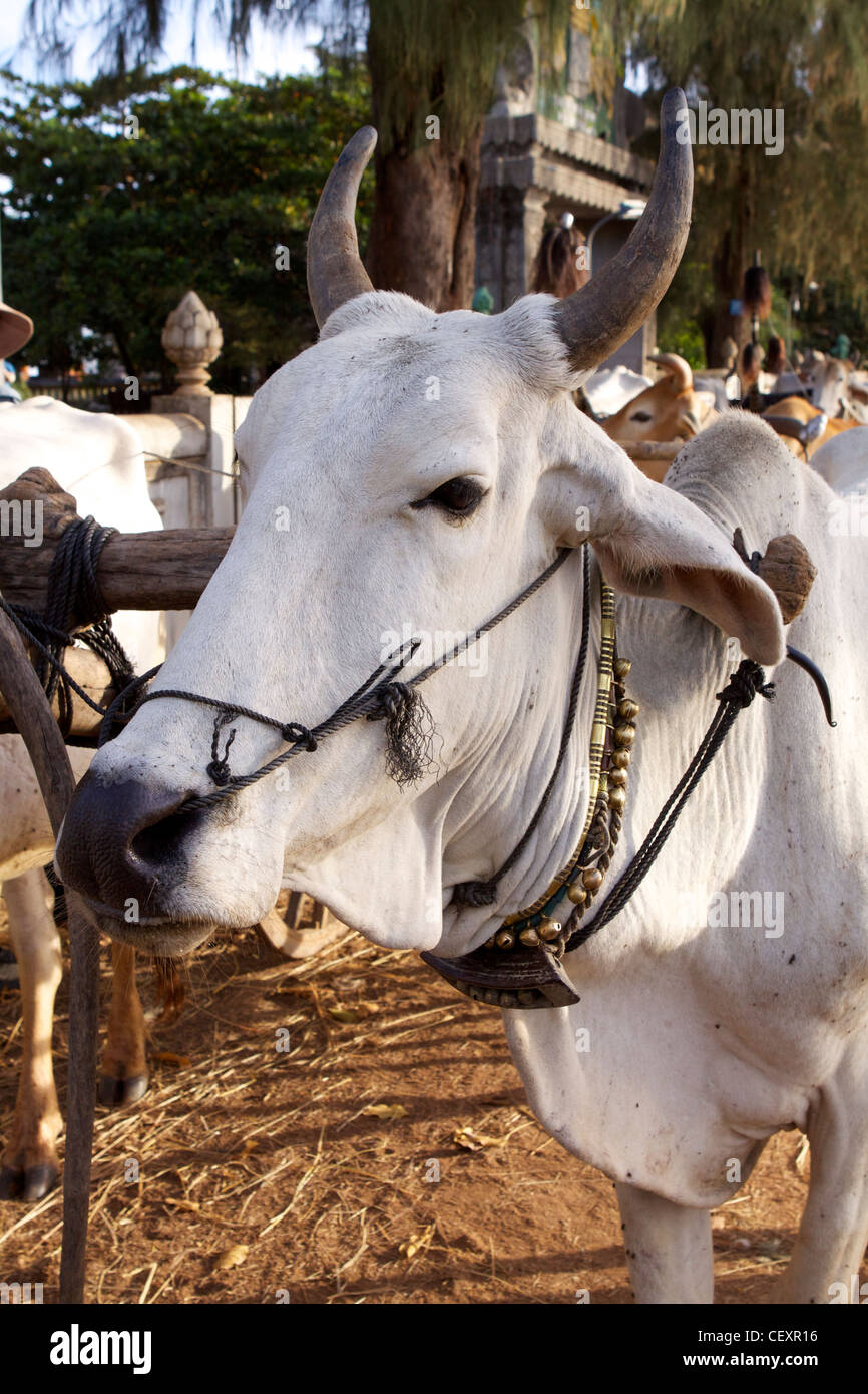 A white cow with decorative bridle waits to pull a traditional wooden ...