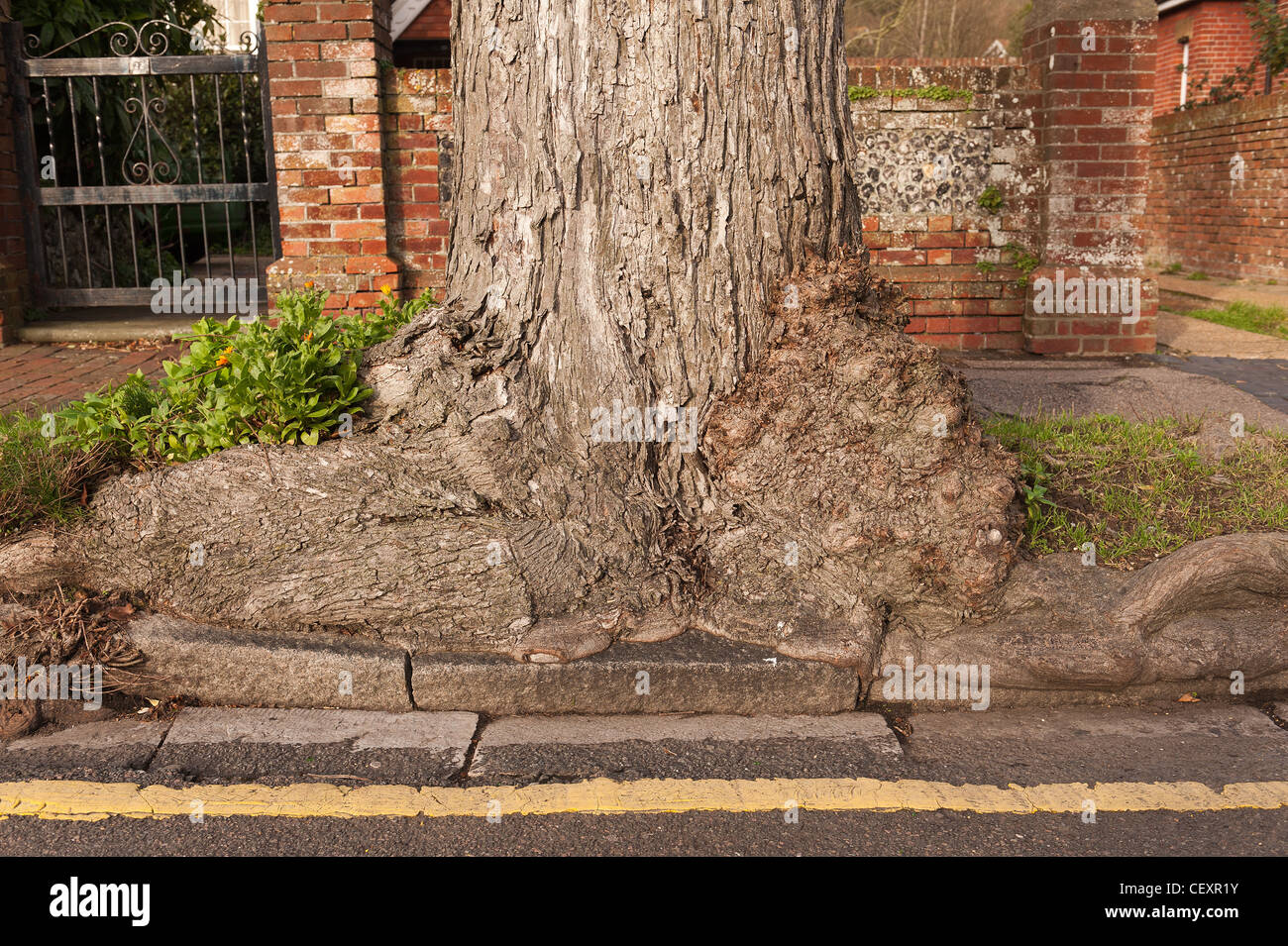 Sycamore tree roots hi-res stock photography and images - Alamy