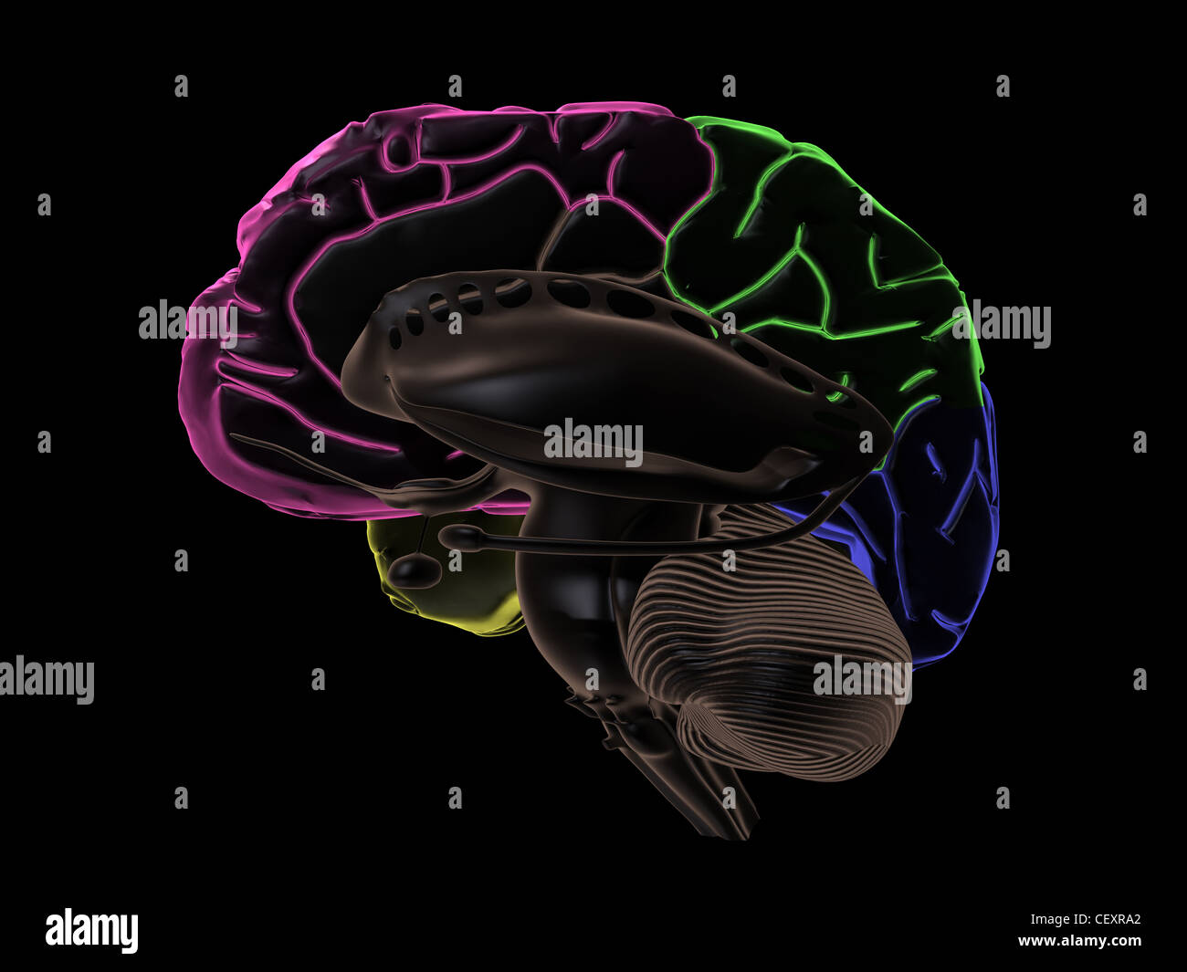 Human brain areas hi-res stock photography and images - Alamy