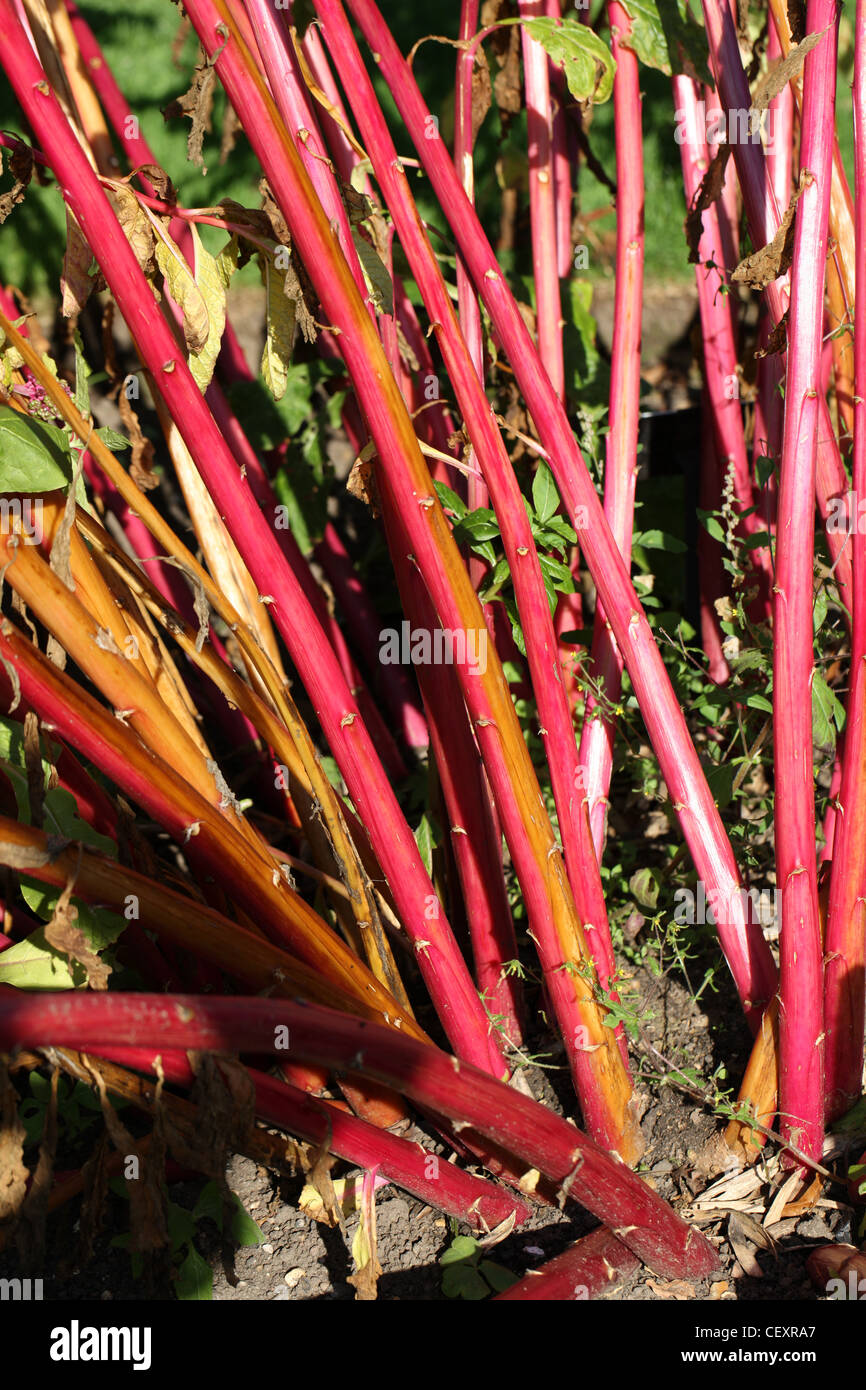 Phytolacca polyandra batalin hi-res stock photography and images - Alamy