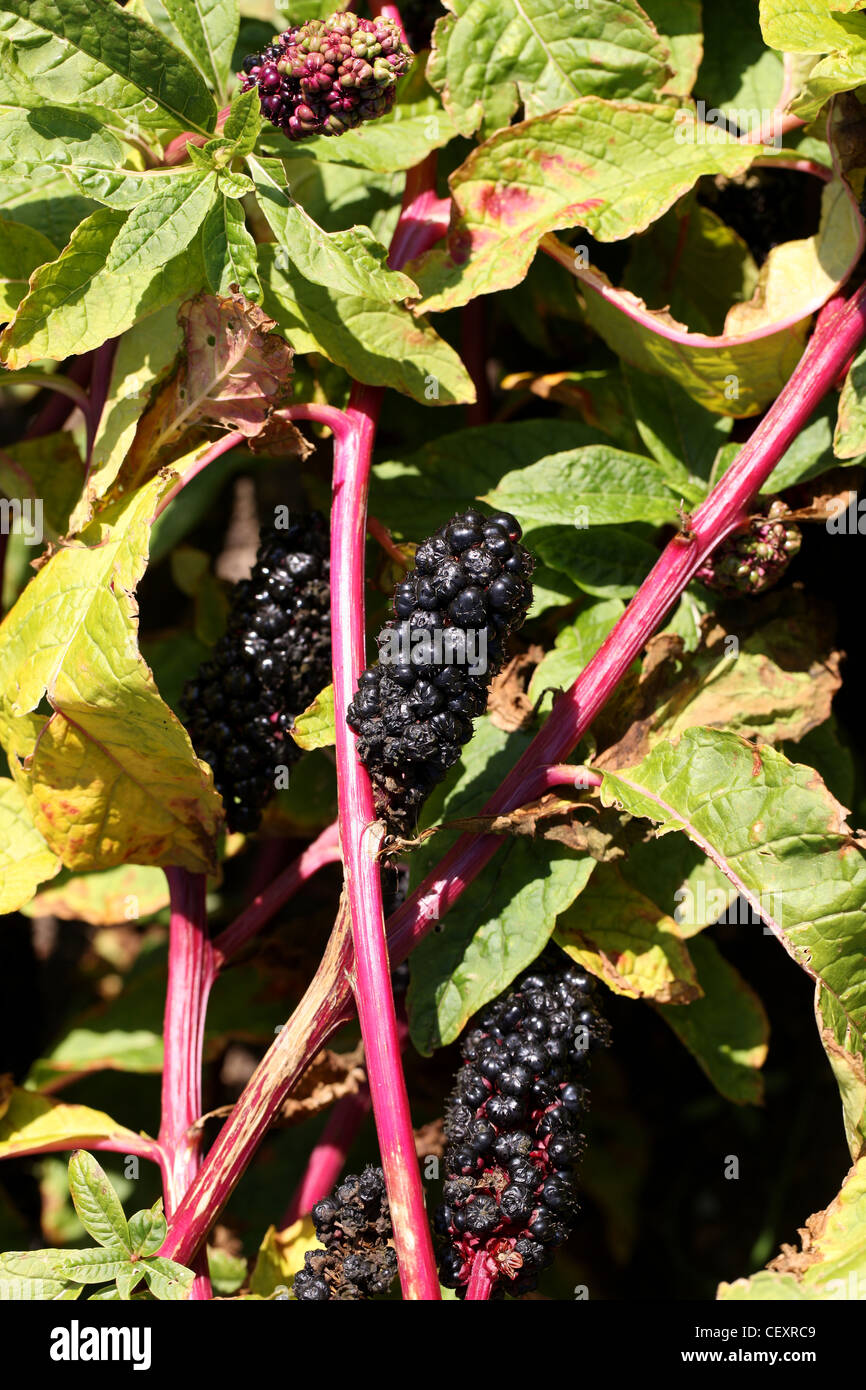 Batal, Batalin, Chinese Pokeweed, Duo Yao Shang Lu, Phytolacca ...