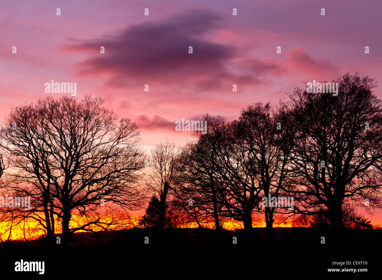Backlit trees at sunset hi-res stock photography and images - Alamy