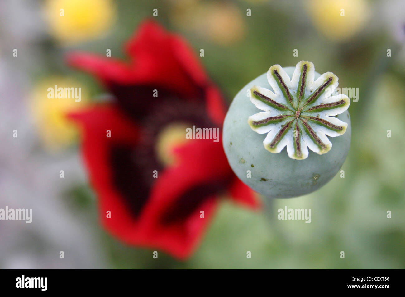 Red Poppy Seed Head High Resolution Stock Photography and Images - Alamy