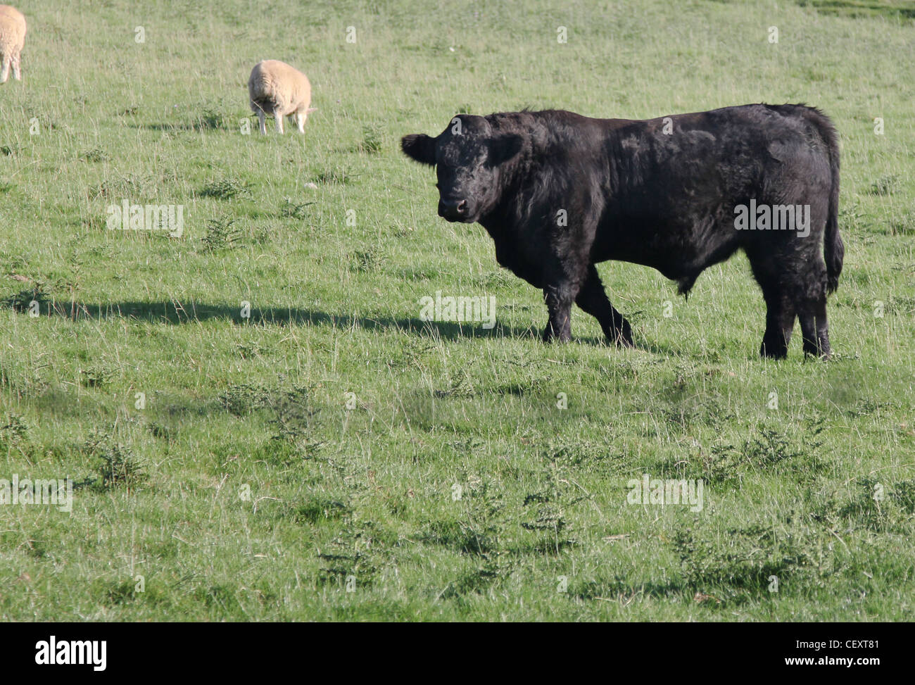 Welsh black bull hi-res stock photography and images - Alamy