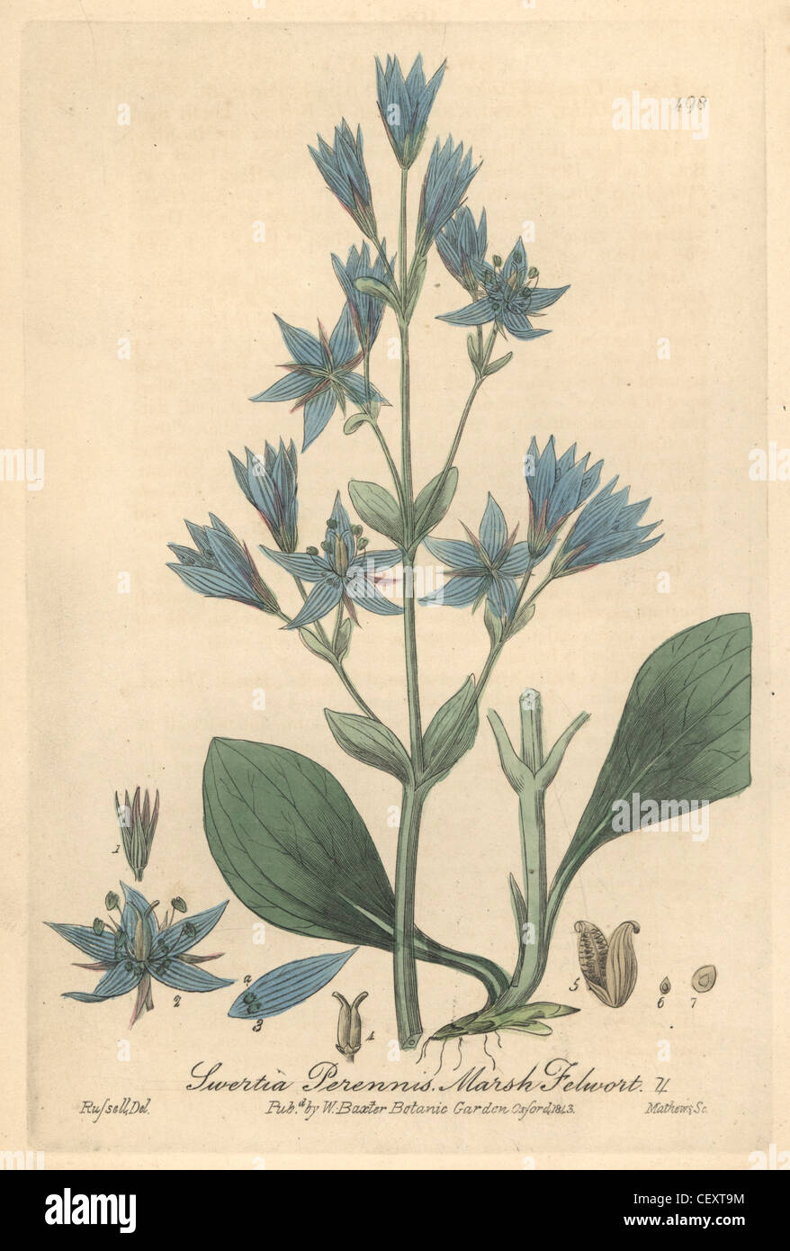Marsh felwort, Swertia perennis Stock Photo - Alamy