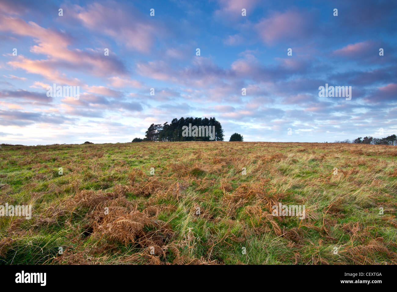 May Hill Gloucestershire High Resolution Stock Photography and Images ...