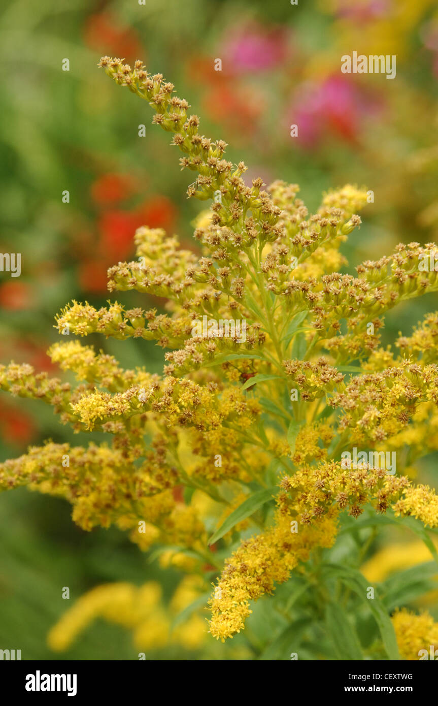 All Seasons Garden Detail image of yellow Solidago (Golden rod) flowers ...